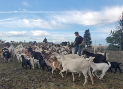 Herding Goats Hands-Free: Positional Strategies - Goat Journal